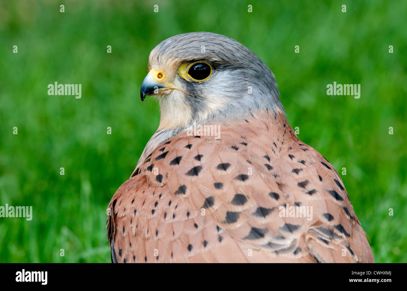 Male kestrel hi-res stock photography and images - Alamy
