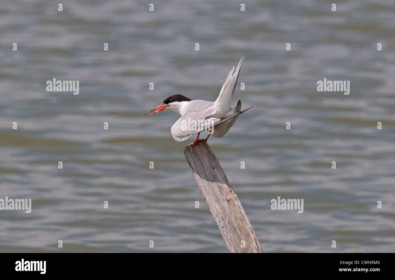 Common tern uk hi-res stock photography and images - Alamy