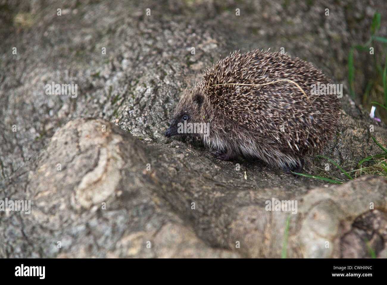 Hedgehog (Erinaceus europaeus), Alresford, Hampshire, England, United ...