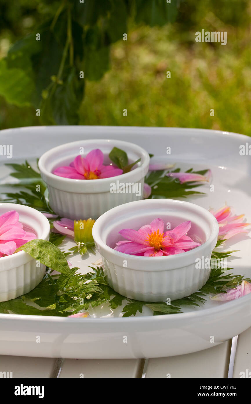 Daisy in Dish Stock Photo - Alamy