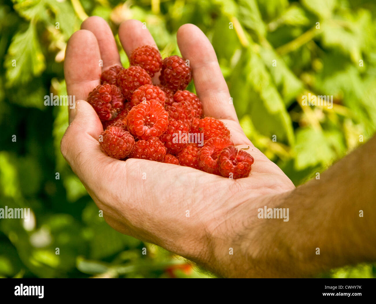 Fruit and veg success hi-res stock photography and images - Alamy