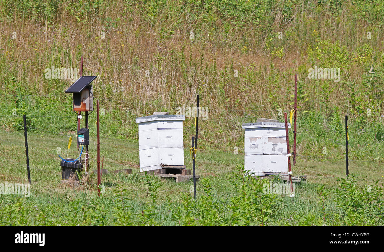 Bee fence hi-res stock photography and images - Alamy