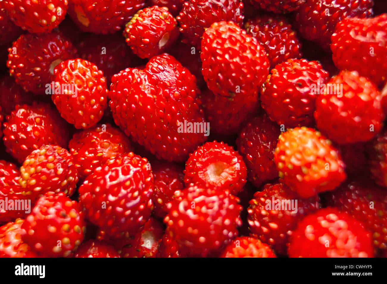 many fresh red strawberry Stock Photo - Alamy