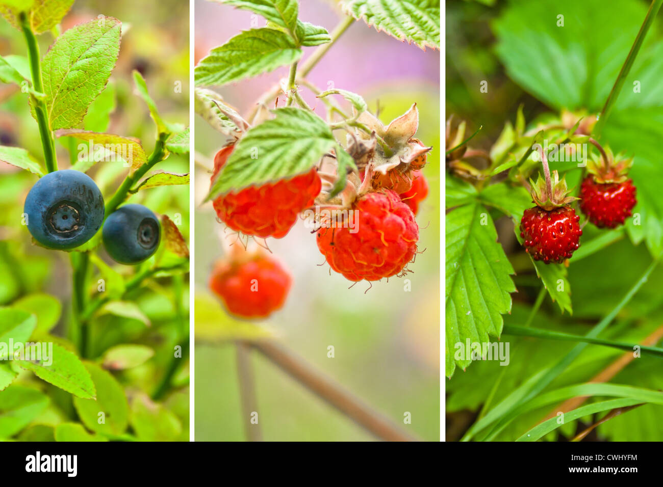 any fresh wild berry from forest Stock Photo - Alamy