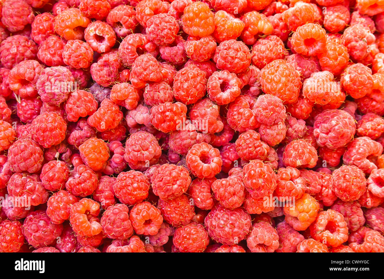many fresh raspberry from forest Stock Photo - Alamy