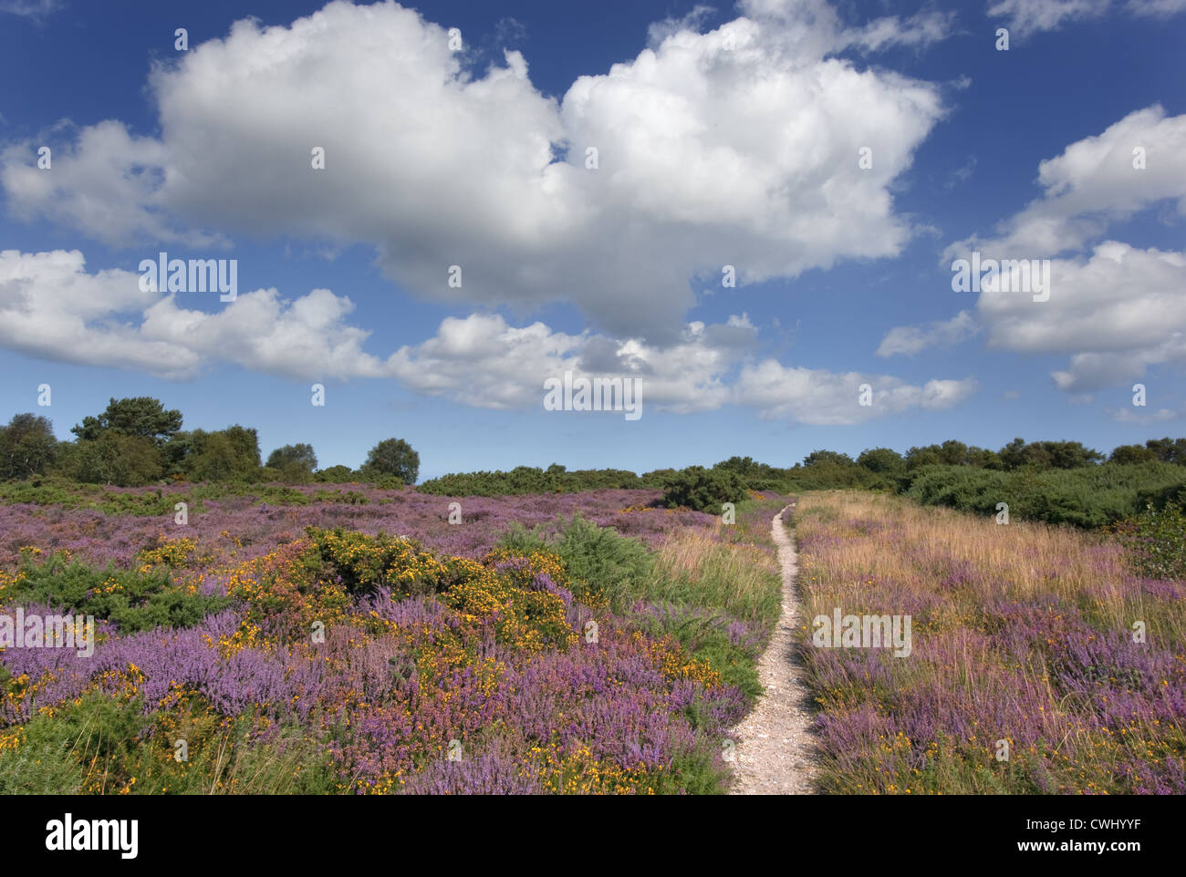 Kelling Heath Norfolk in August path through Gorse & Heather Stock ...