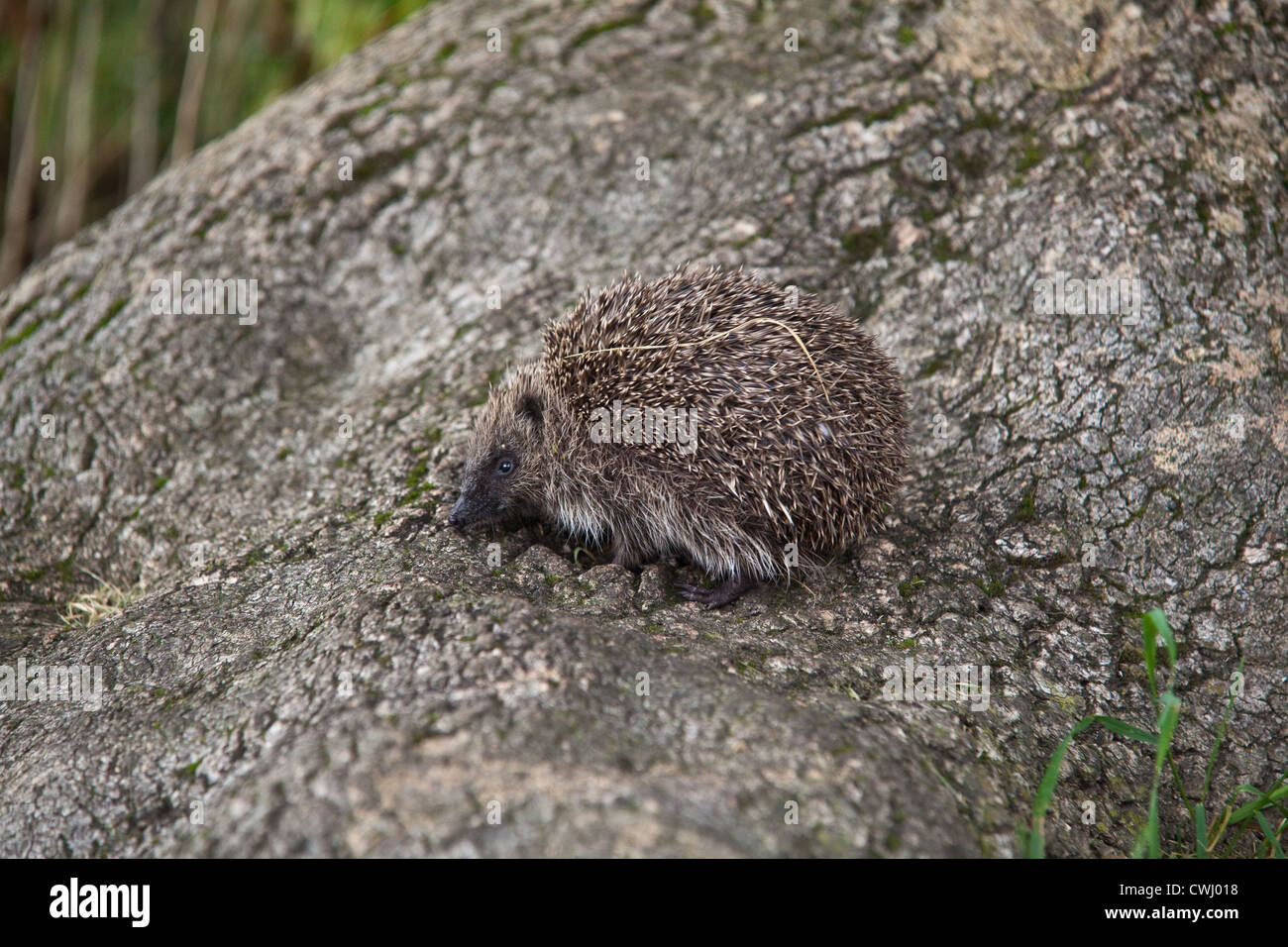 Hedgehog (Erinaceus europaeus), Alresford, Hampshire, England, United ...