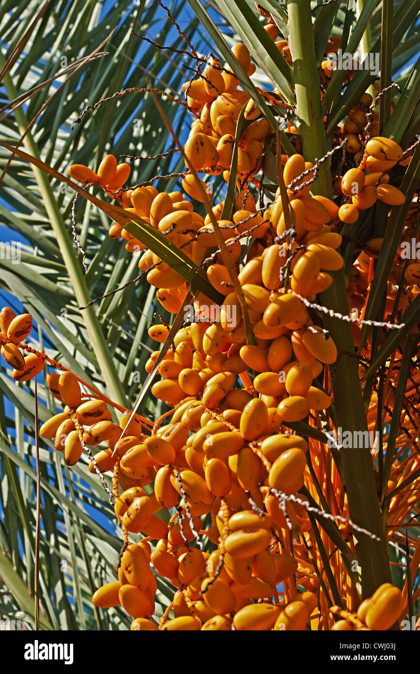 a lot of fresh orange dates on date palm Stock Photo - Alamy