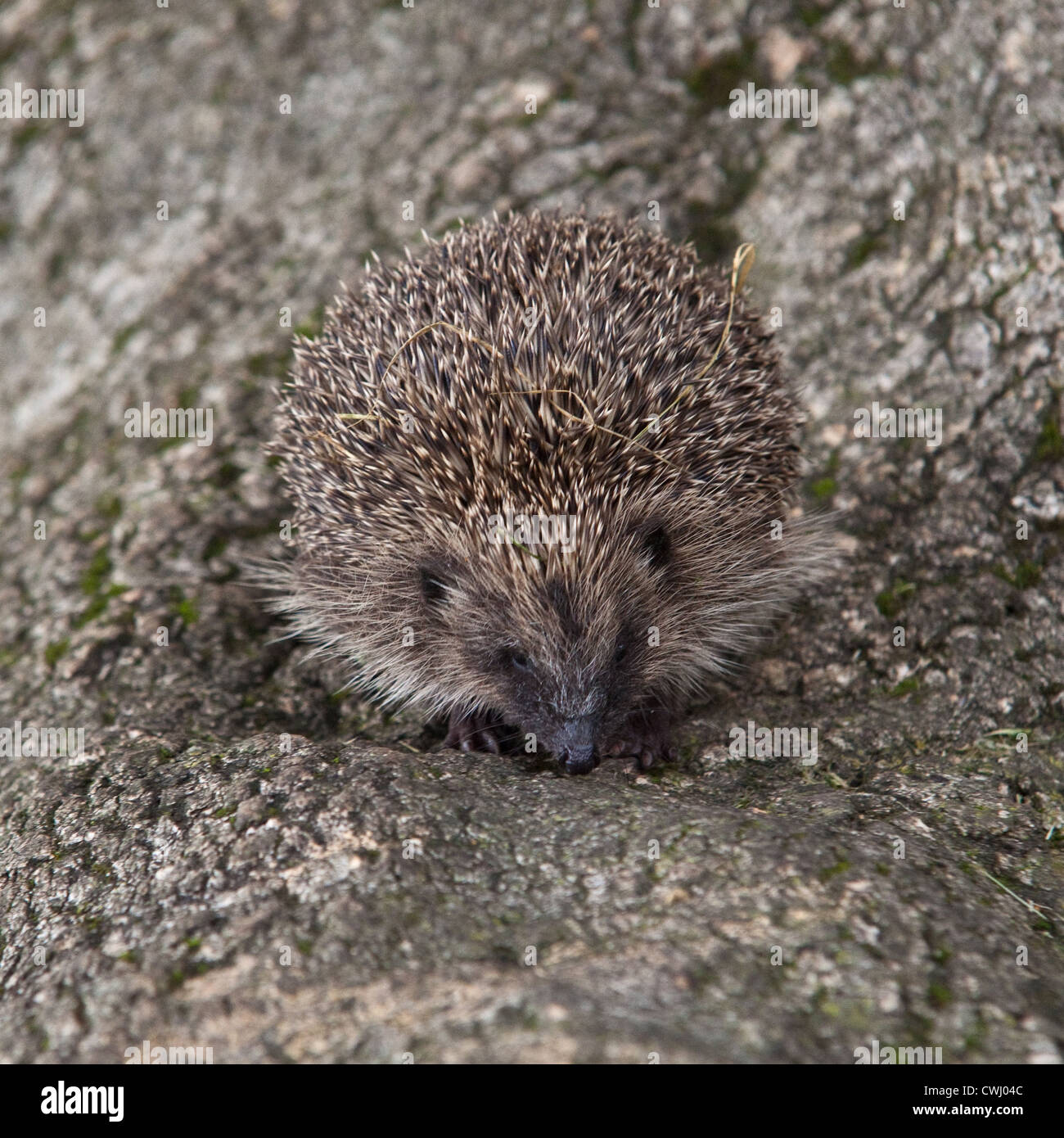 Hedgehog (Erinaceus europaeus), Alresford, Hampshire, England, United ...