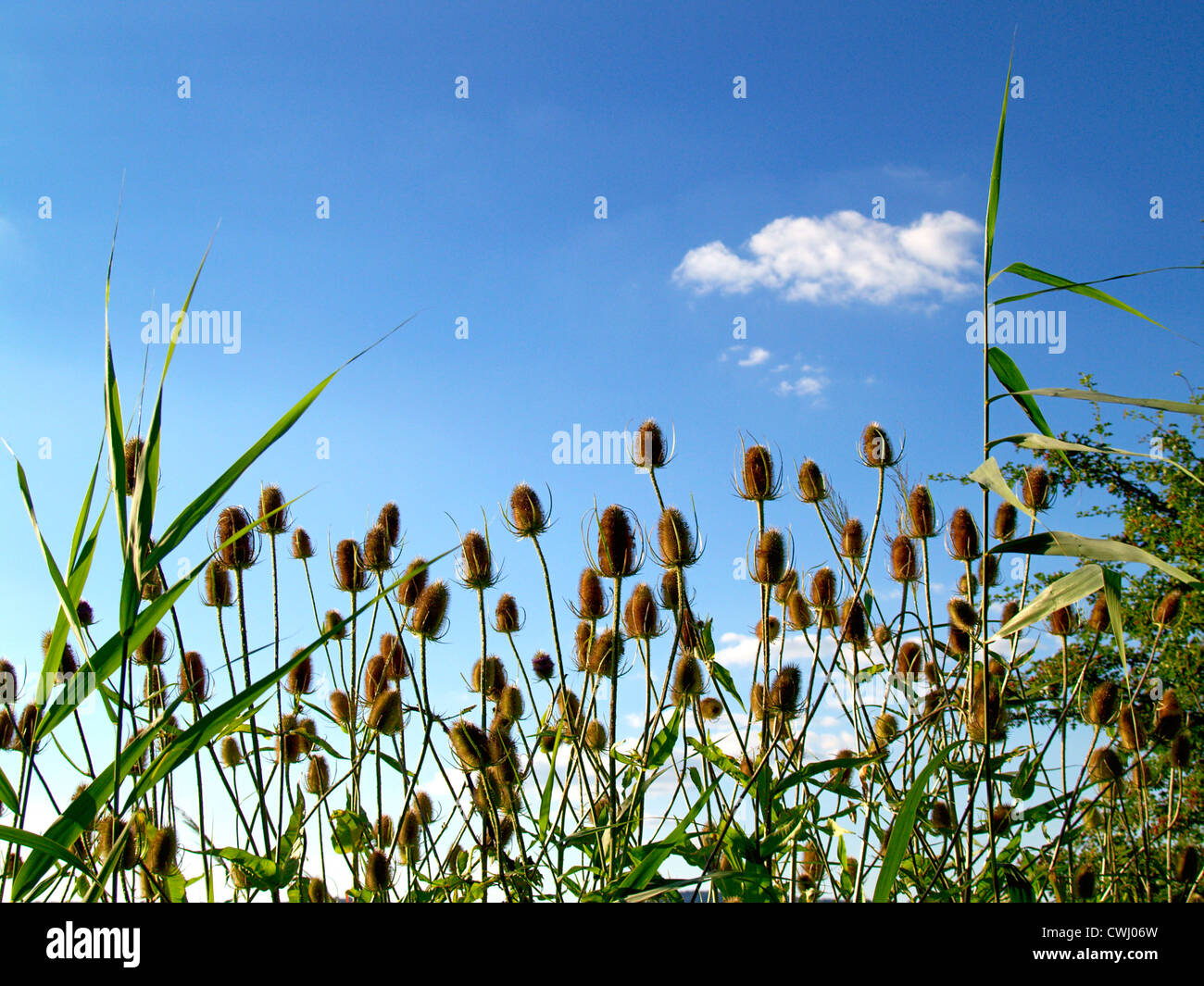 Teasels against blue sky Stock Photo - Alamy