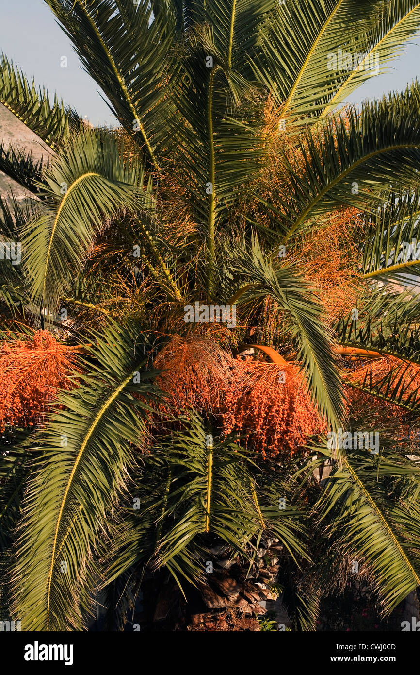 DatePalm tree in fruit Dubrovnik Dalmatia Croatia Stock Photo - Alamy