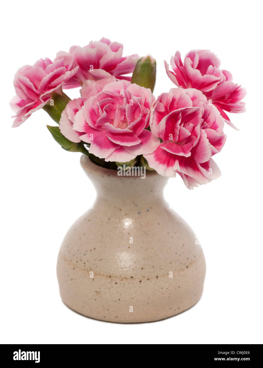 Pink carnations in a small container Stock Photo - Alamy