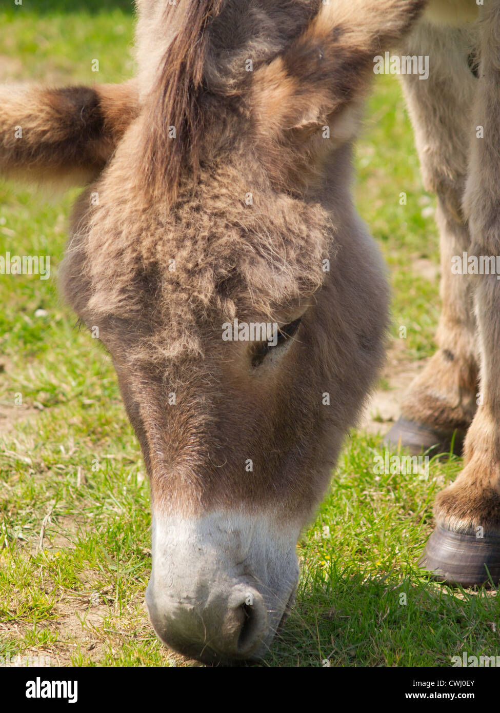 Donkey legs hi-res stock photography and images - Alamy