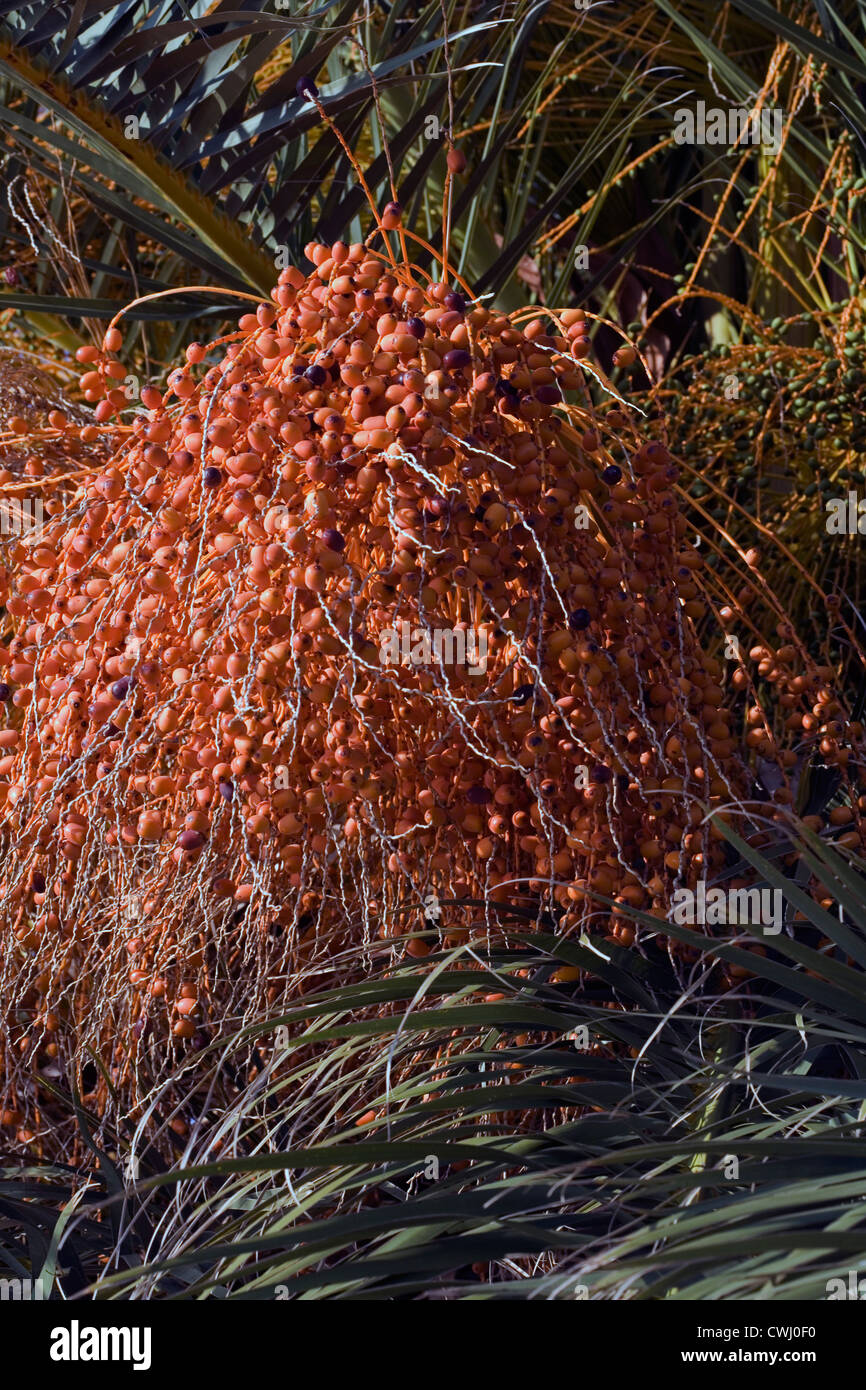 DatePalm tree in fruit Dubrovnik Dalmatia Croatia Stock Photo - Alamy