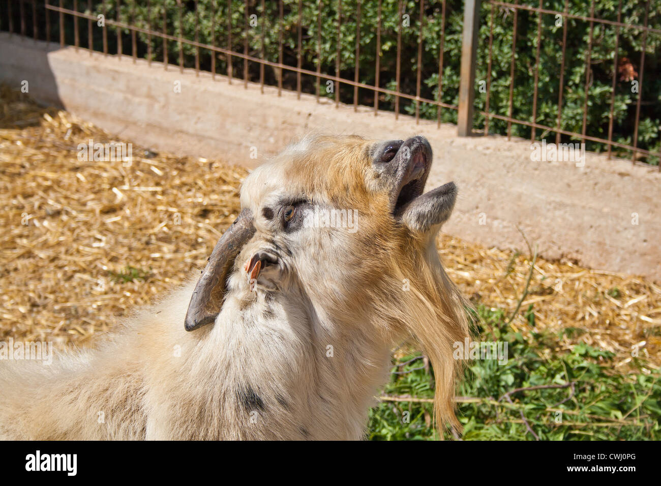 single light cry he-goat in small pen Stock Photo - Alamy