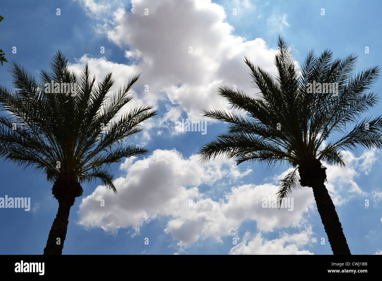 Two palm trees stand under bright blue sky and fluffy clouds Stock ...
