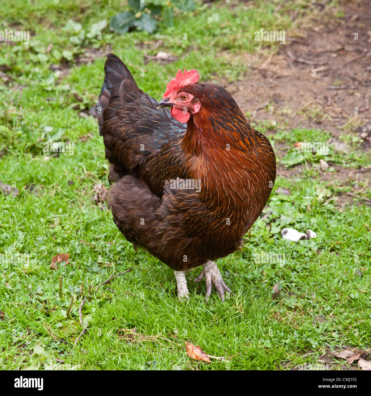 Rhode island red chicken hi-res stock photography and images - Alamy