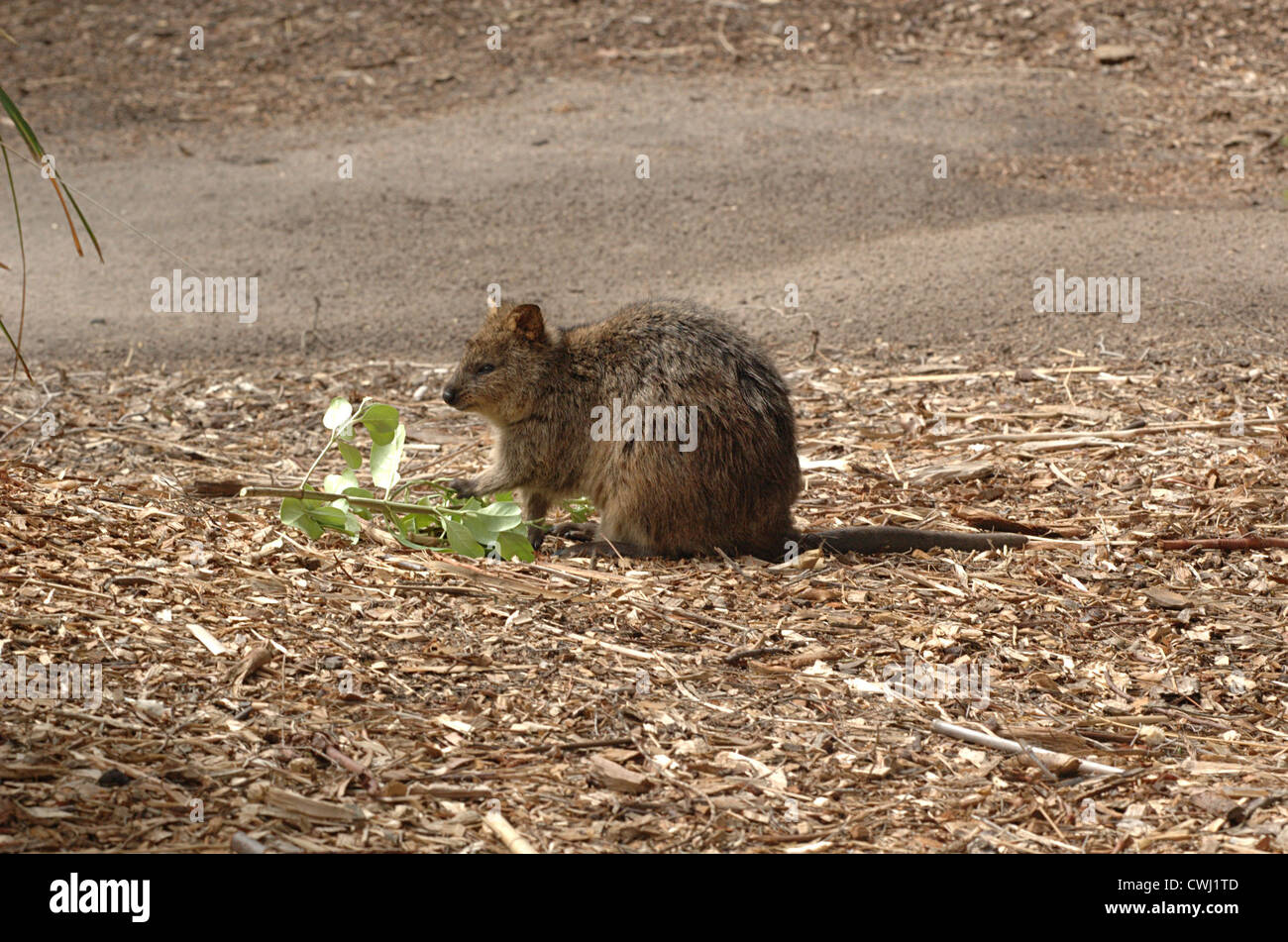 Quokka, Setonix brachyurus Stock Photo - Alamy