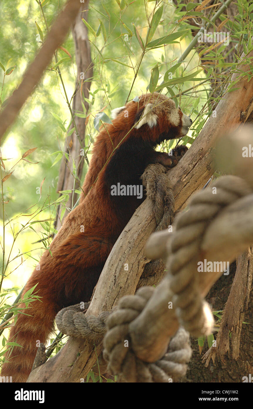Red Panda, Ailurus fulgens fulgens Stock Photo - Alamy