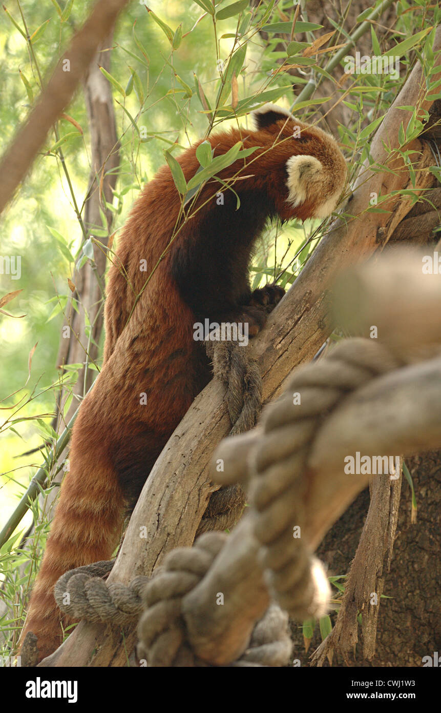 Red Panda, Ailurus fulgens fulgens Stock Photo - Alamy