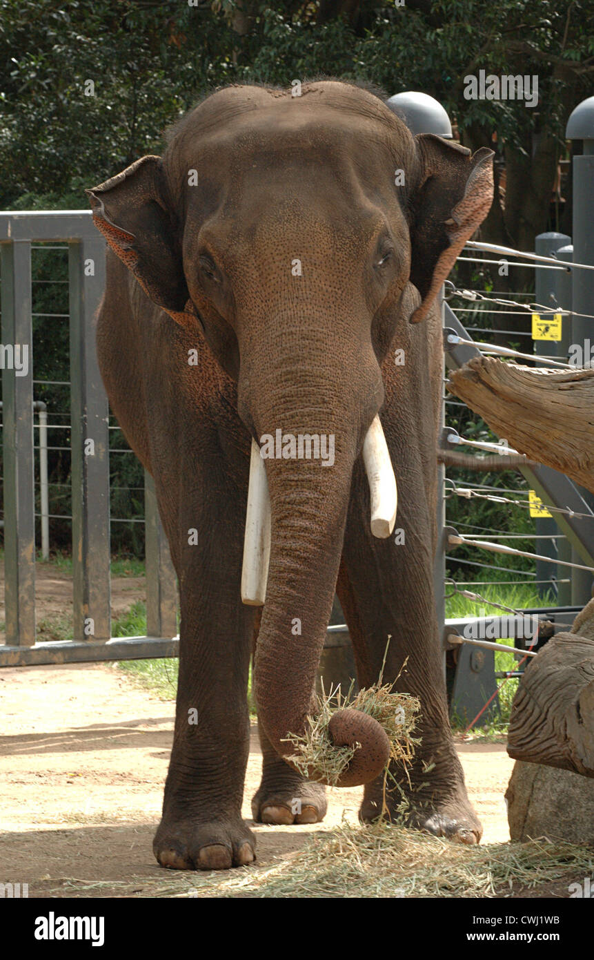 Asian Elephant, Elephas maximus Stock Photo - Alamy