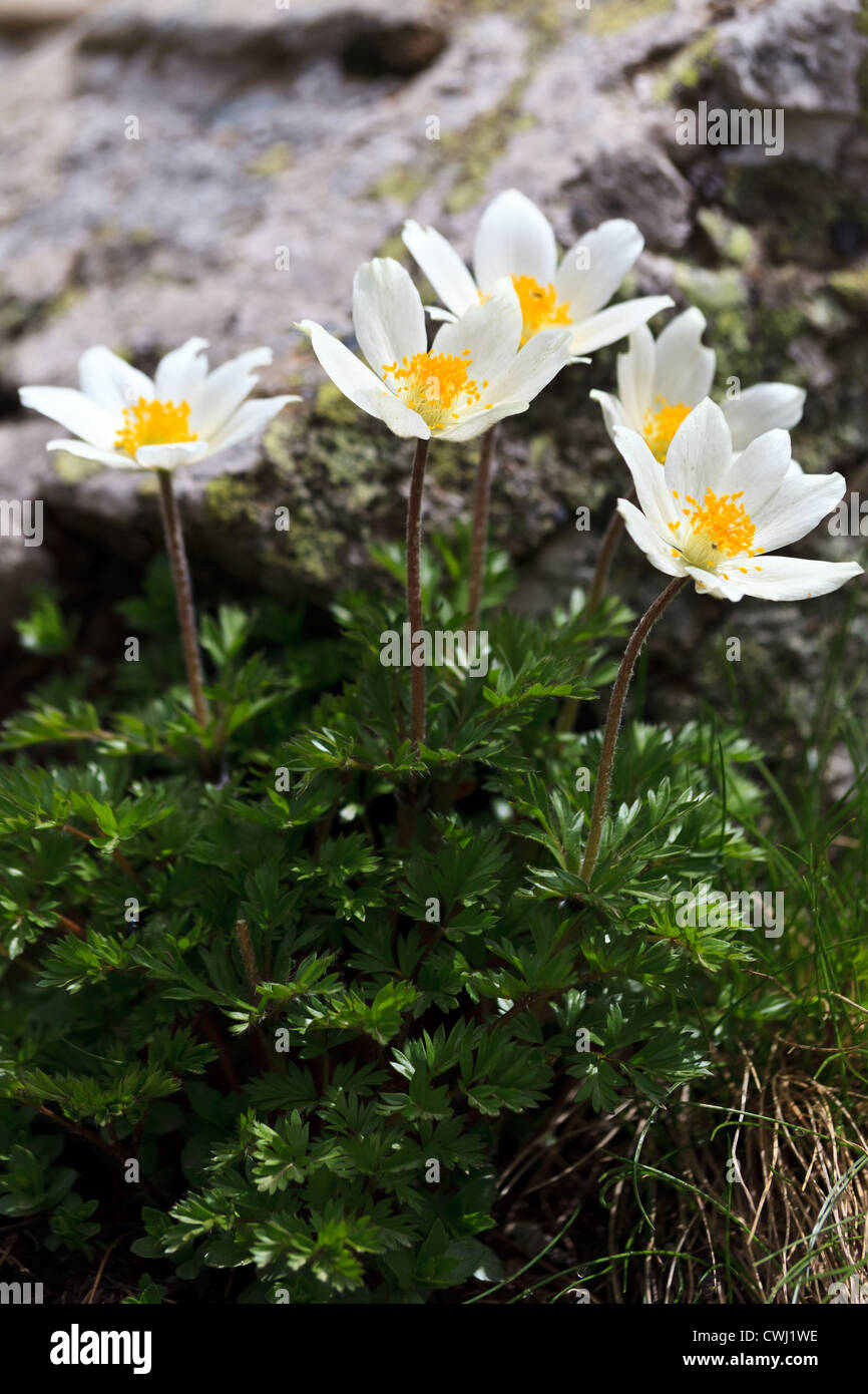 Fresh mountain flowers hi-res stock photography and images - Alamy