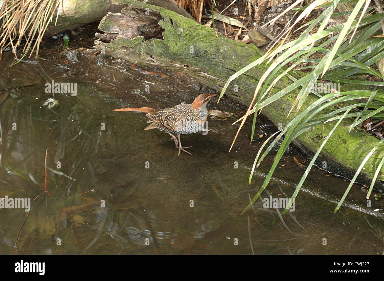 Rail buff or train buff hi-res stock photography and images - Alamy