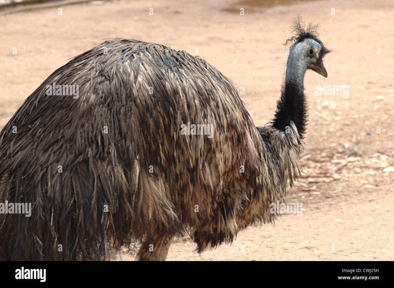 Emu, Melbourne Zoo Stock Photo - Alamy