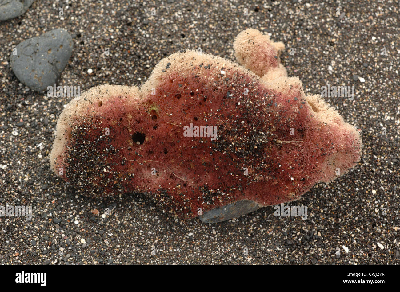 sponge on the beach at Flinders Blowhole, Victoria, Australia Stock ...