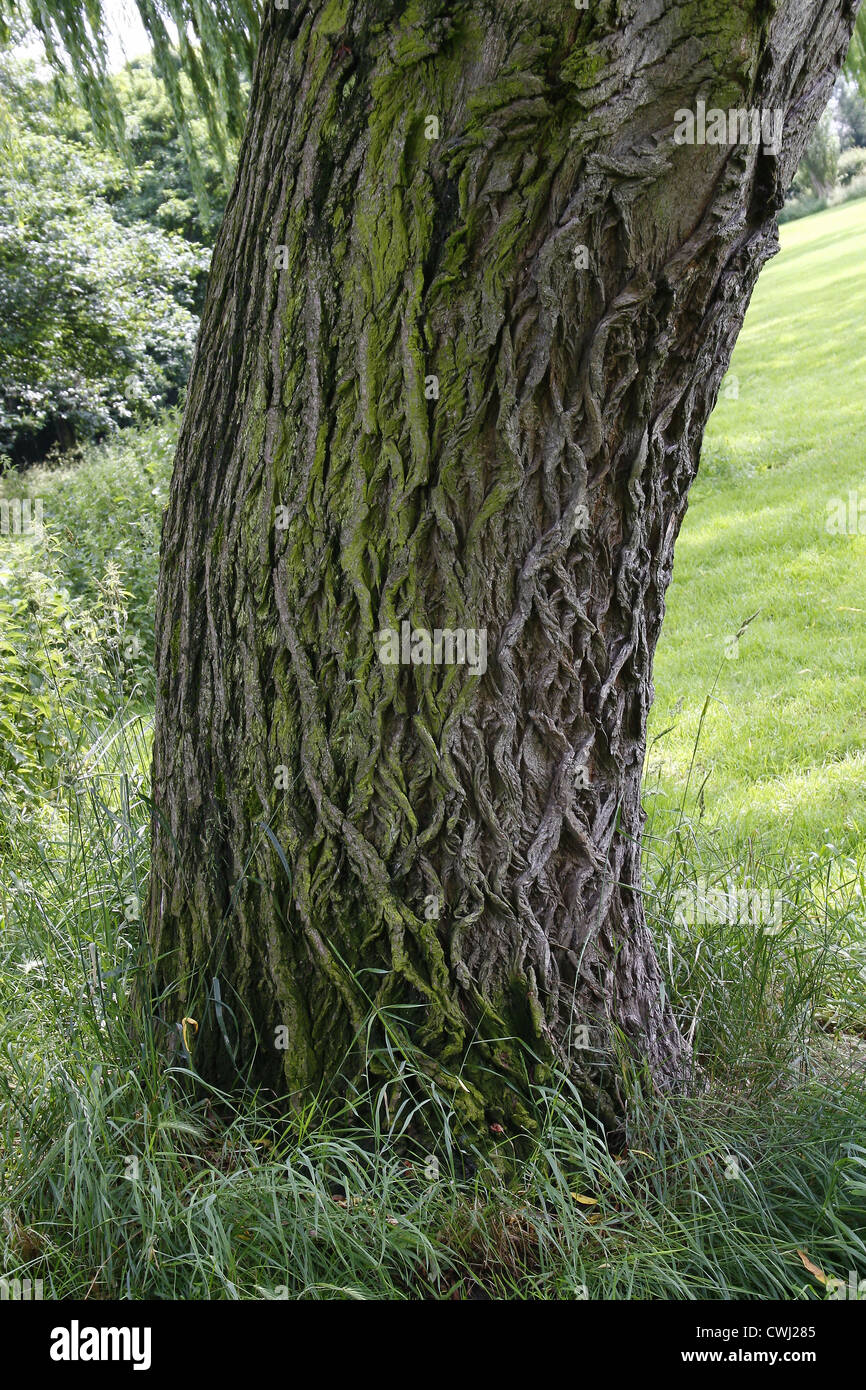 Willow Trunk High Resolution Stock Photography and Images - Alamy