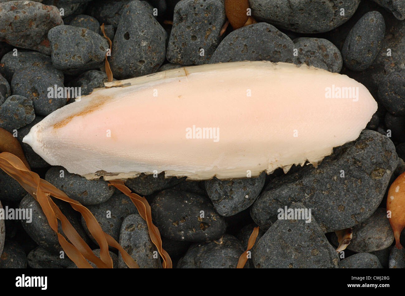 Cuttlebone hi-res stock photography and images - Alamy