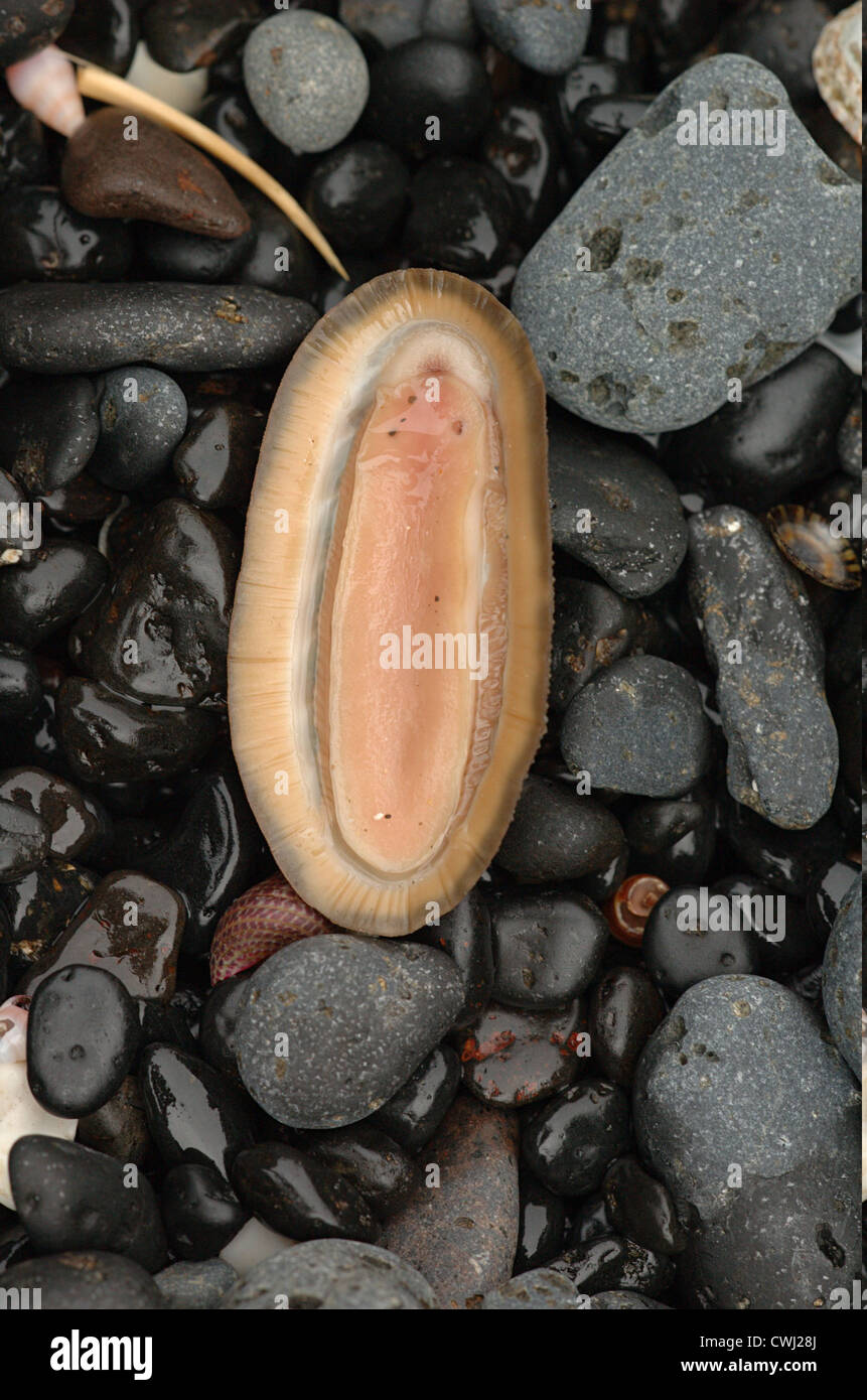 Chiton hi-res stock photography and images - Alamy