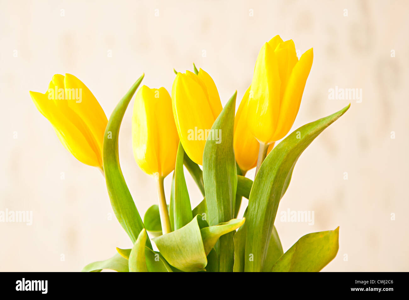 some yellow tulip on fuzzy background Stock Photo - Alamy