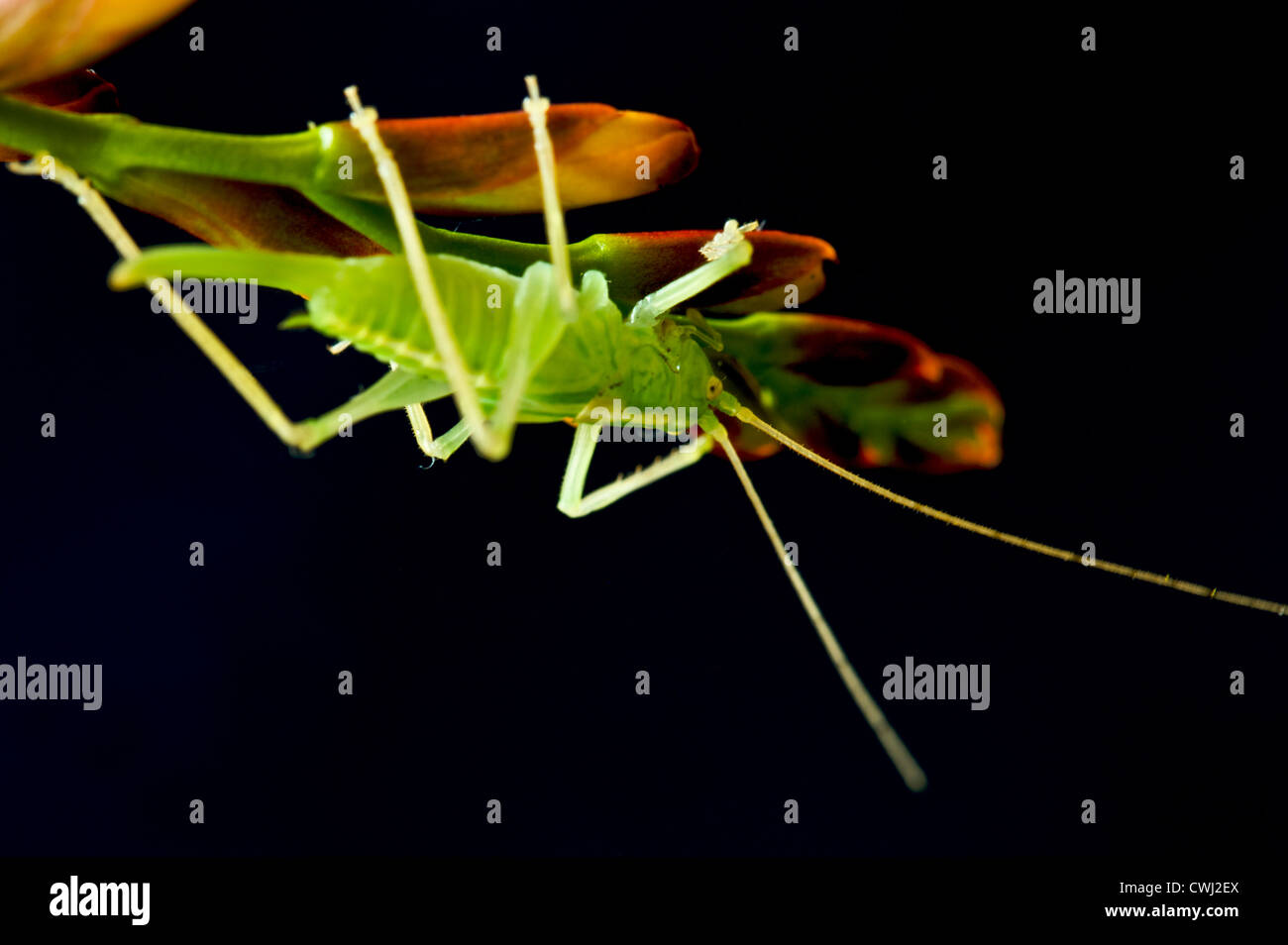 juvenile bush cricket Stock Photo - Alamy