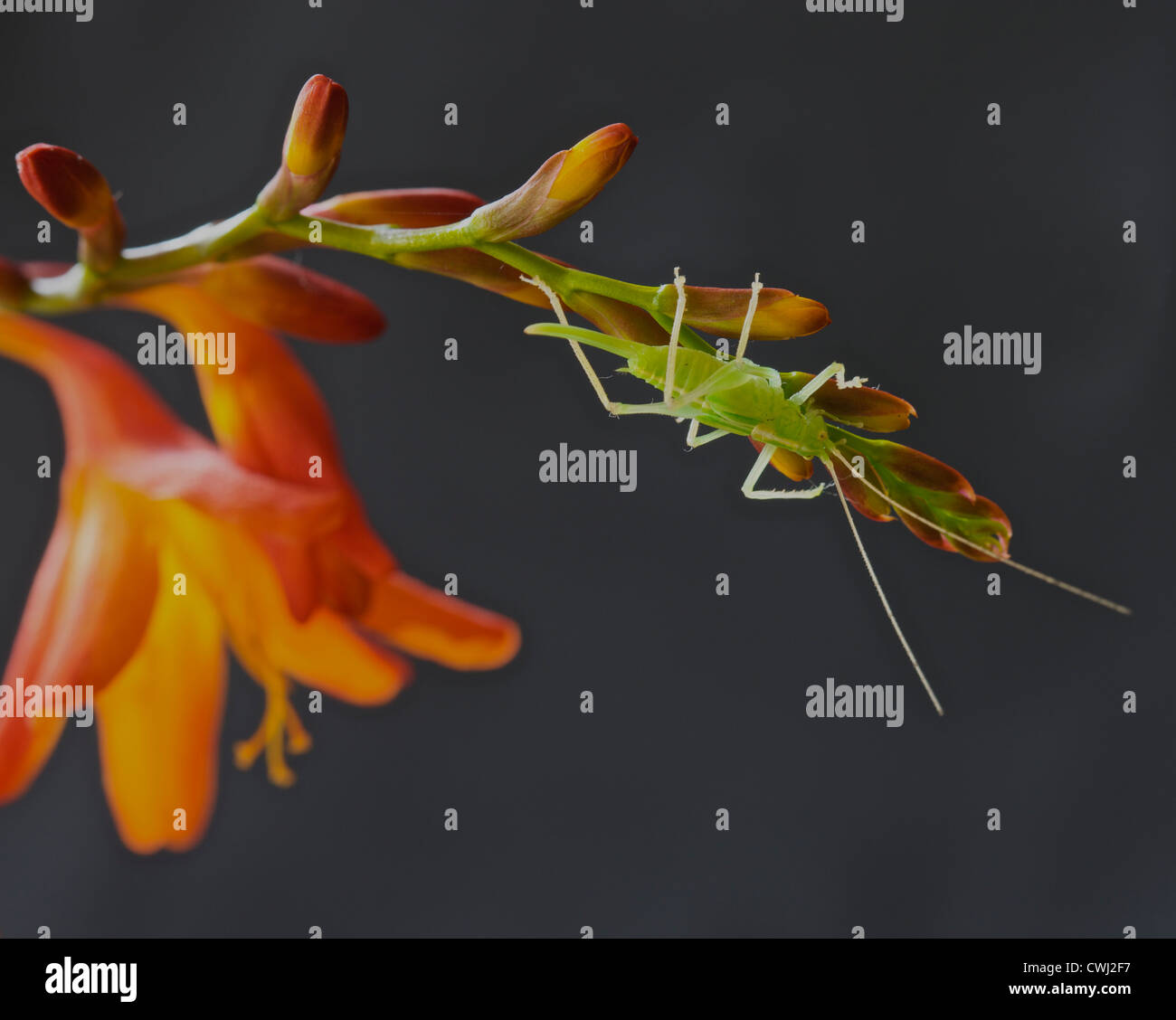 juvenile bush cricket Stock Photo - Alamy