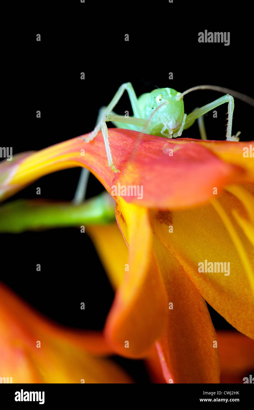 juvenile bush cricket Stock Photo - Alamy