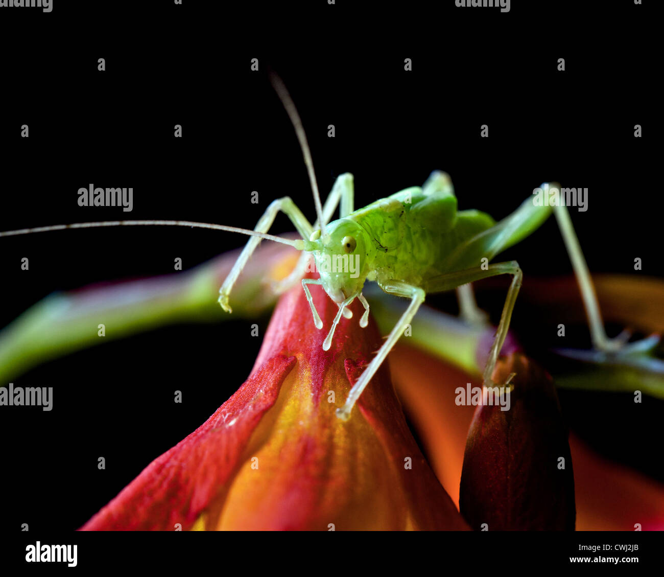 juvenile bush cricket Stock Photo - Alamy