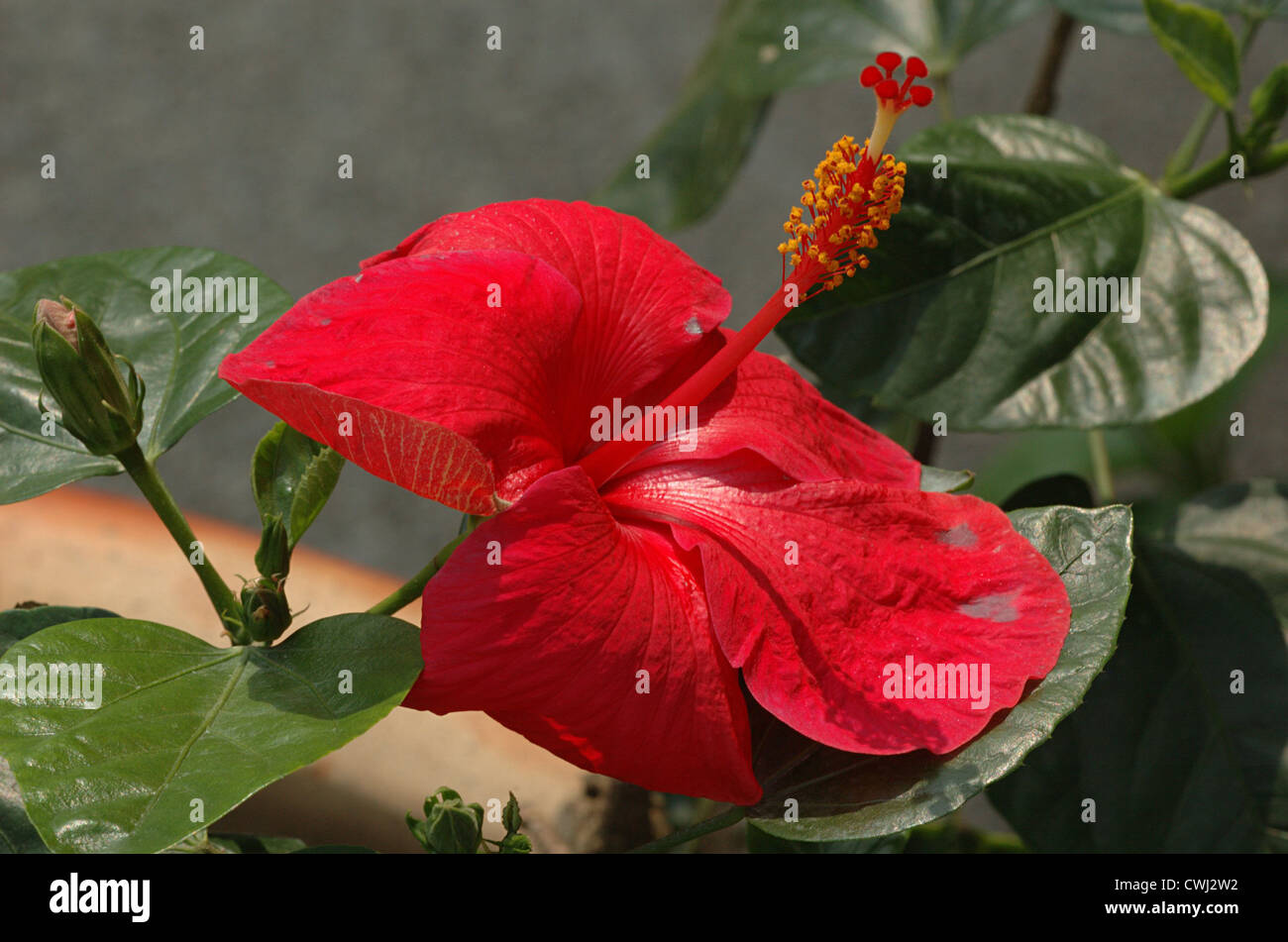 Red Hibiscus flower Stock Photo - Alamy