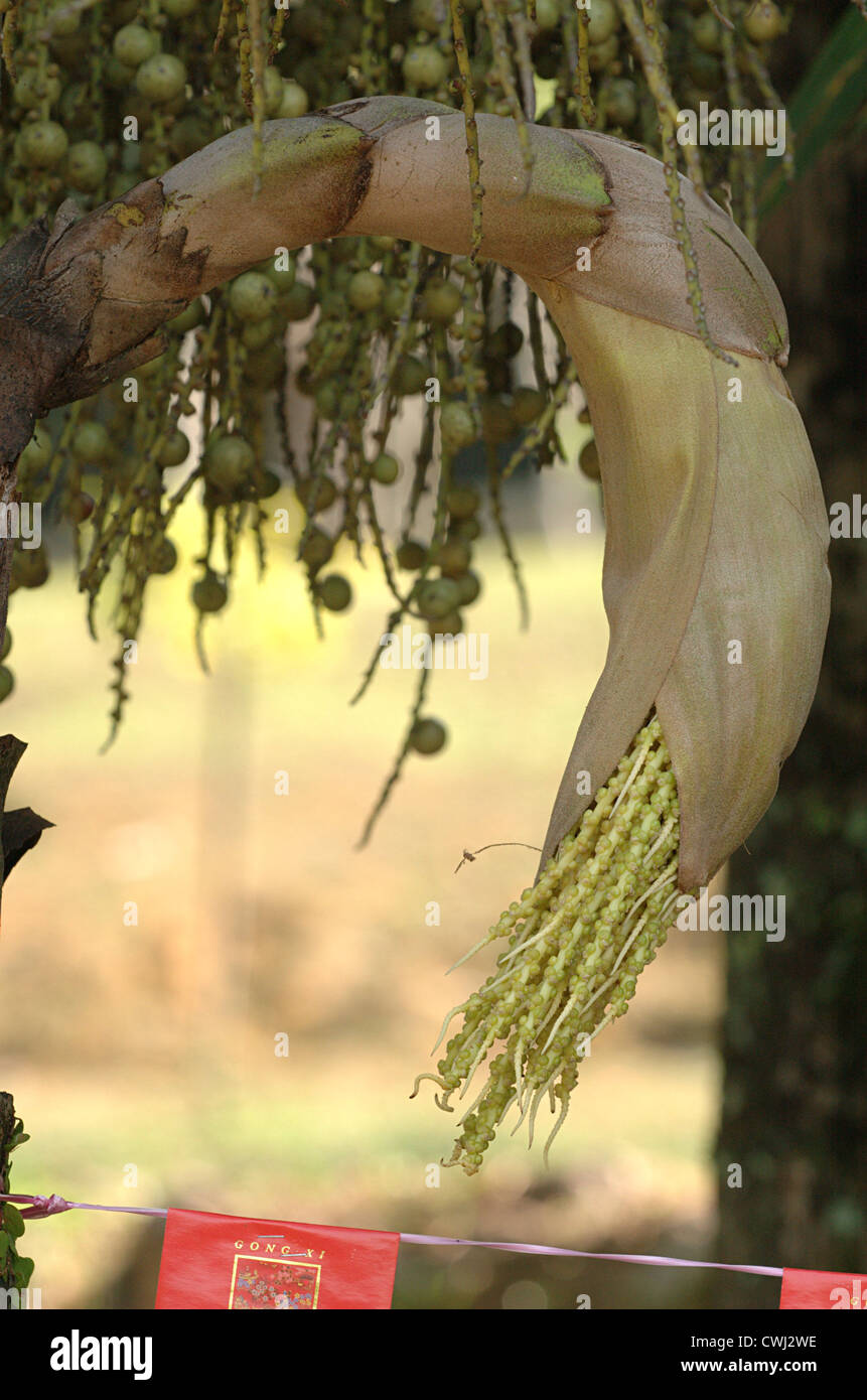 Flowers of Toddy Palm (Caryota urens, or Fishtail Palm Stock Photo - Alamy