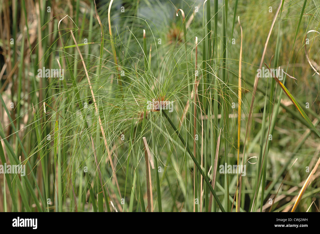Papyrus sedge, Cyperus papyrus Stock Photo - Alamy