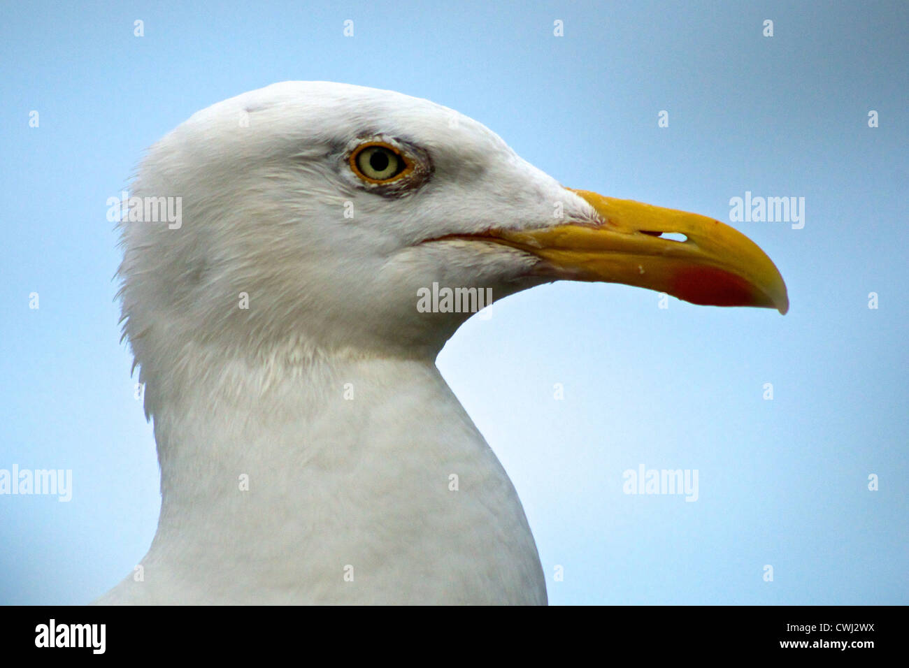 Angry seagull uk close up hi-res stock photography and images - Alamy