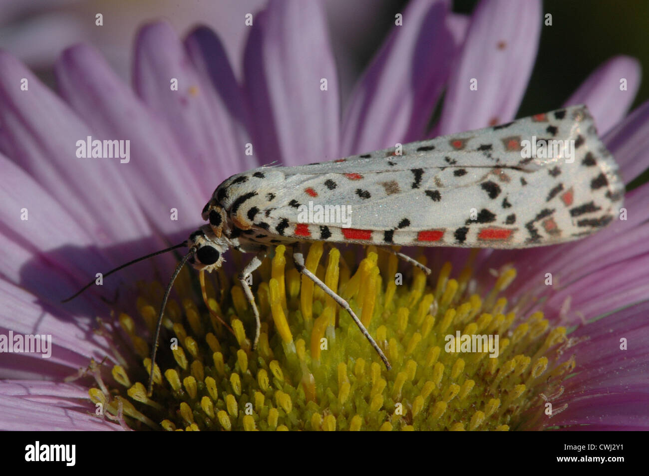 Heliotrope Moth,Utetheisa pulchelloides Stock Photo - Alamy
