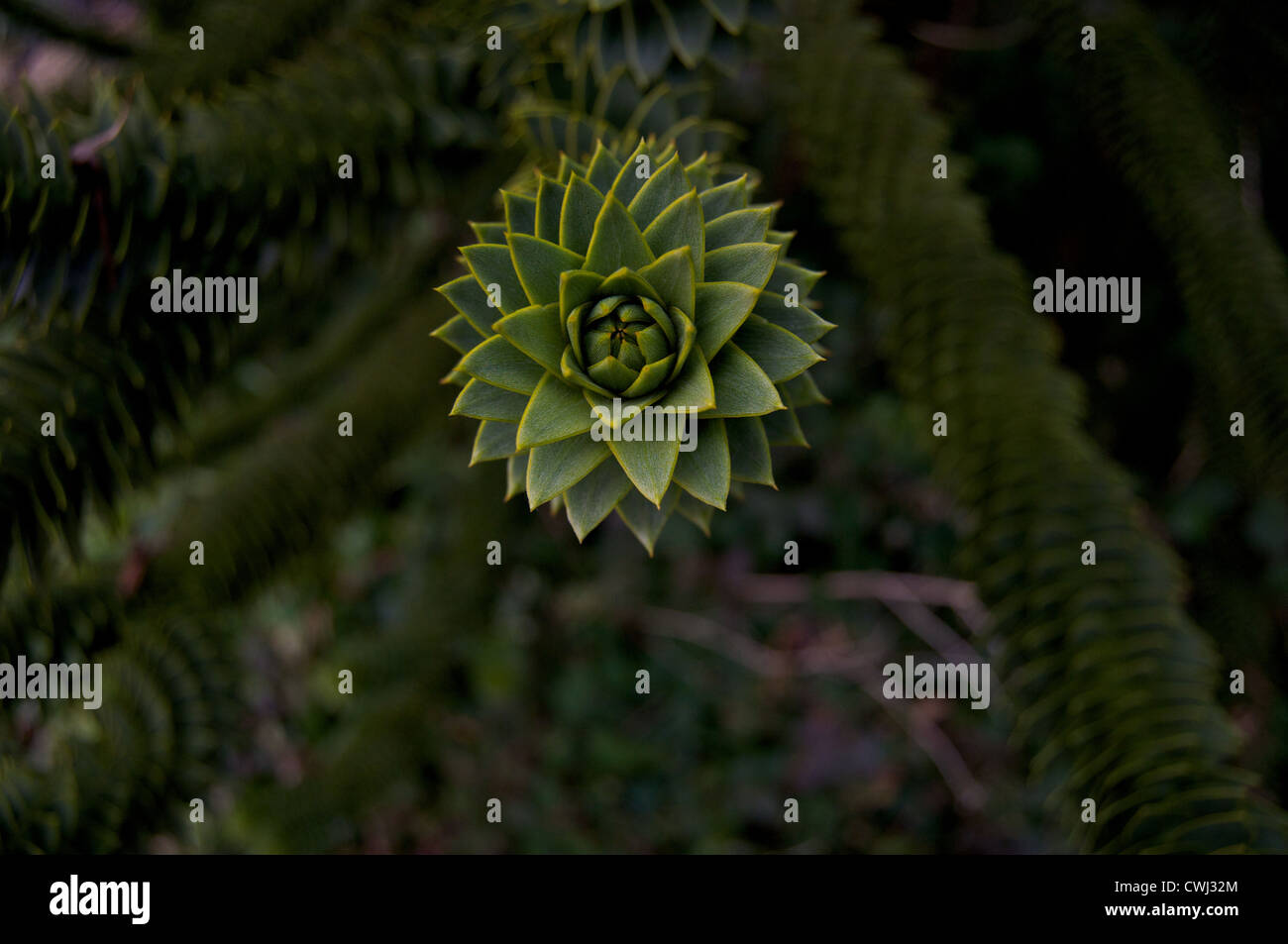 Monkey puzzle tree cornwall hi-res stock photography and images - Alamy