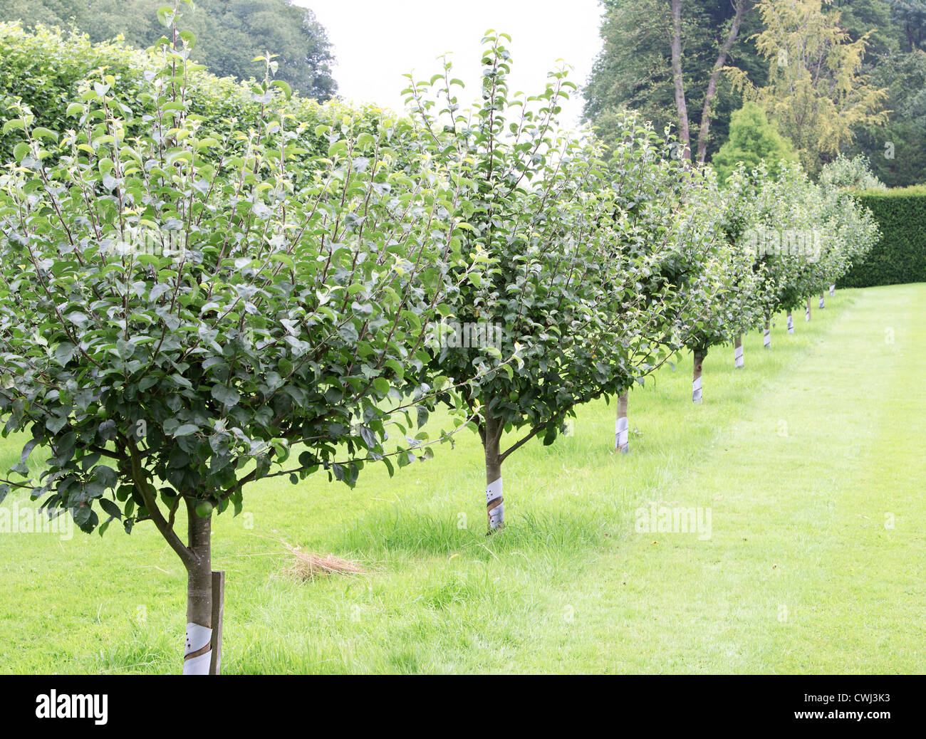 Row of apple trees hi-res stock photography and images - Alamy