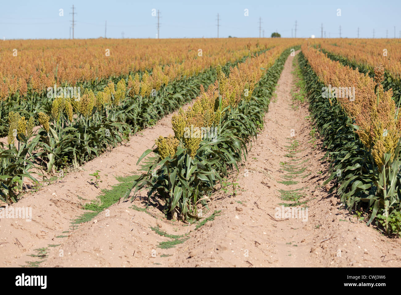 A sorghum field near harvest Stock Photo - Alamy