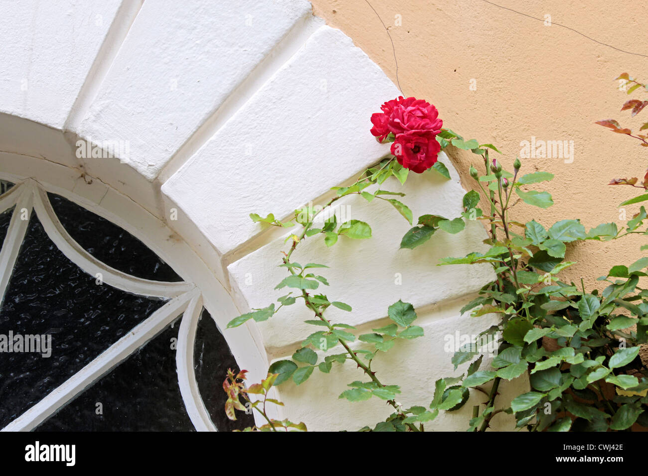 Red rose walls hi-res stock photography and images - Alamy