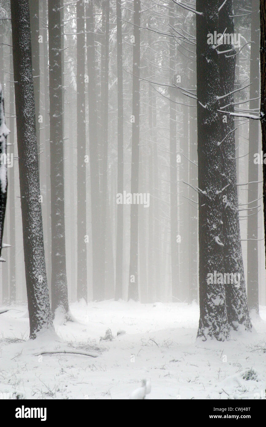 Winter landscape trees under snow Stock Photo - Alamy