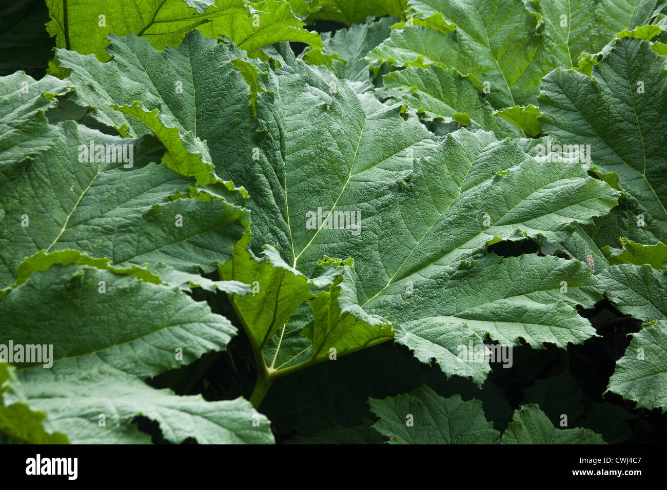 Giant gunnera or giant rhubarb plants cornwall hi-res stock photography ...