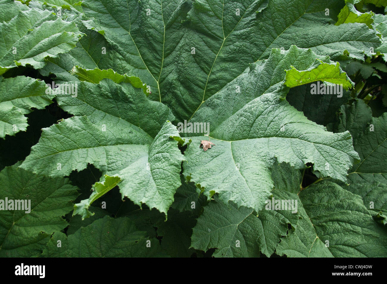 Gunnera manicata or Giant Gunnera plant, Cornwall, England, United ...