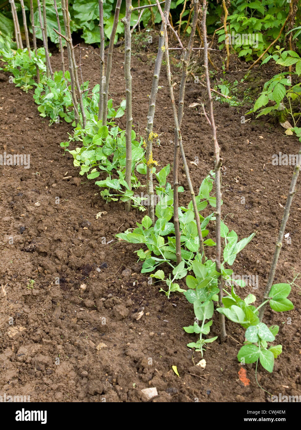 Pea sticks hi-res stock photography and images - Alamy